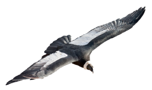 Parque Nacional Nahuel Huapi