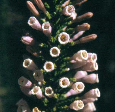 Estepa – Parque Nacional Nahuel Huapi